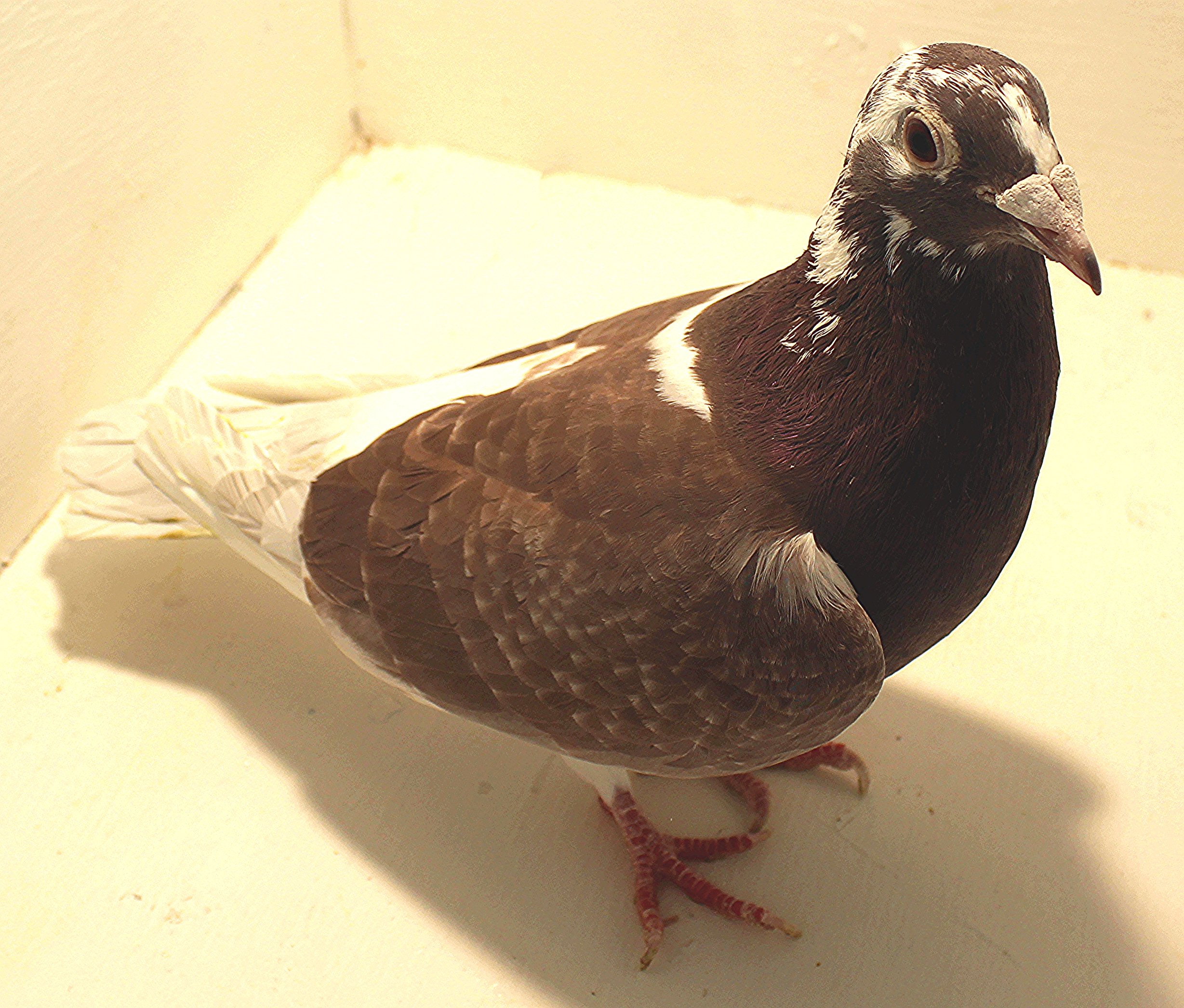 ClayHaven Farms | Racing Pigeons | Pure Paul Sions | Pure Hansennes