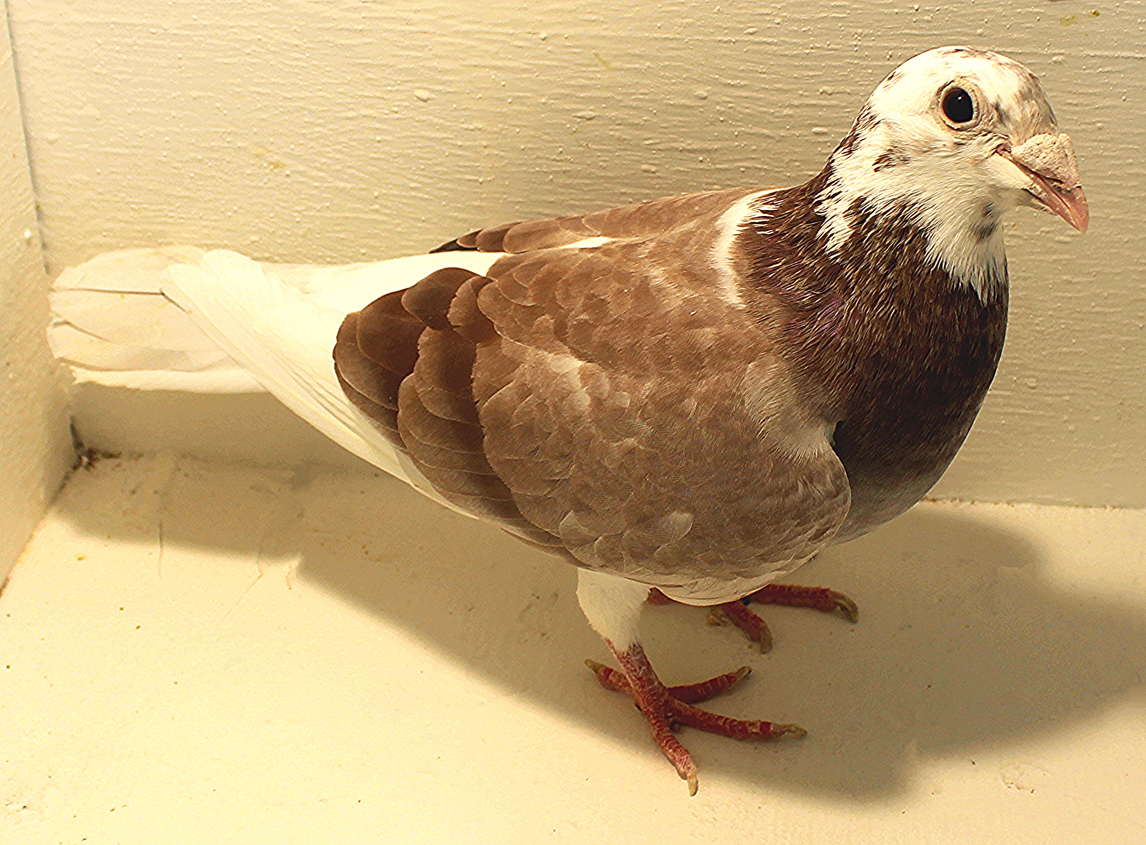 ClayHaven Farms | Racing Pigeons | Pure Paul Sions | Pure Hansennes