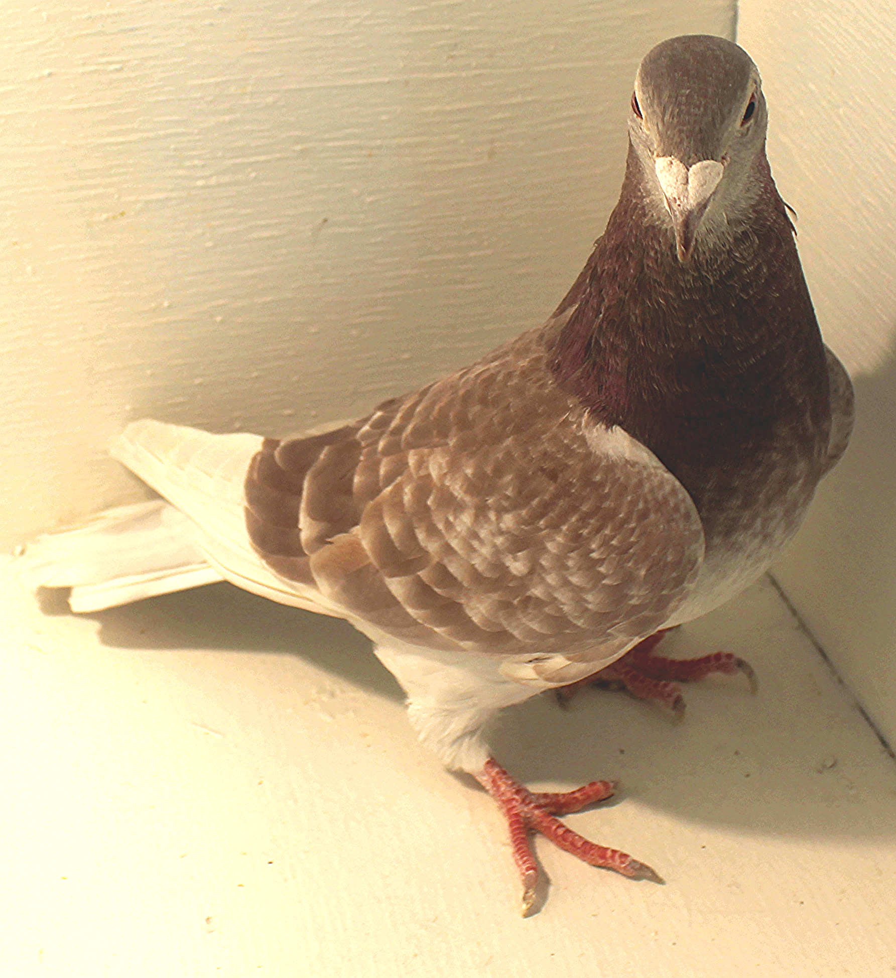ClayHaven Farms | Racing Pigeons | Pure Paul Sions | Pure Hansennes
