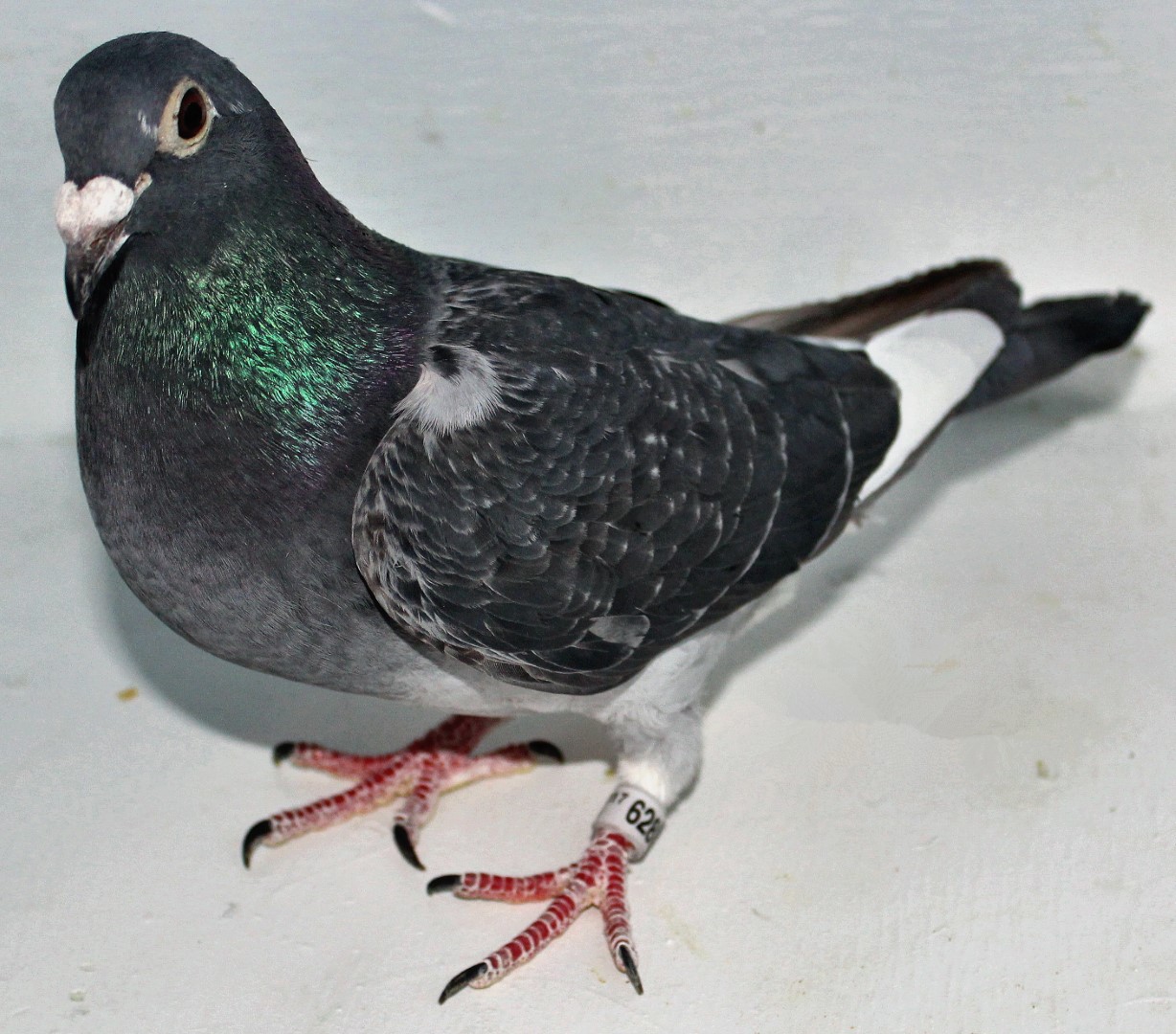 ClayHaven Farms | Racing Pigeons | Pure Paul Sions | Pure Hansennes