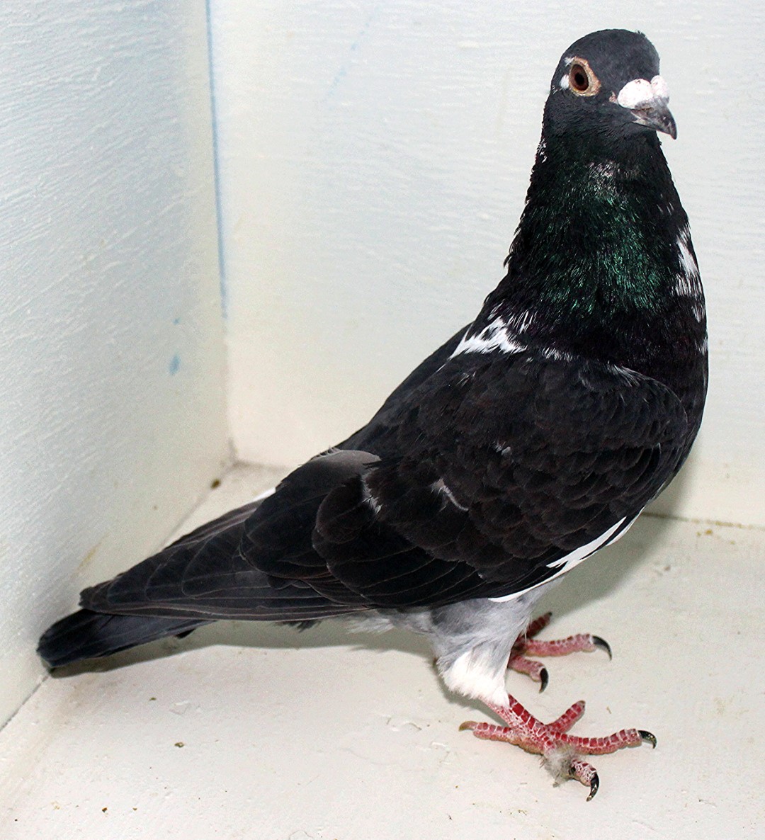 ClayHaven Farms | Racing Pigeons | Pure Paul Sions | Pure Hansennes
