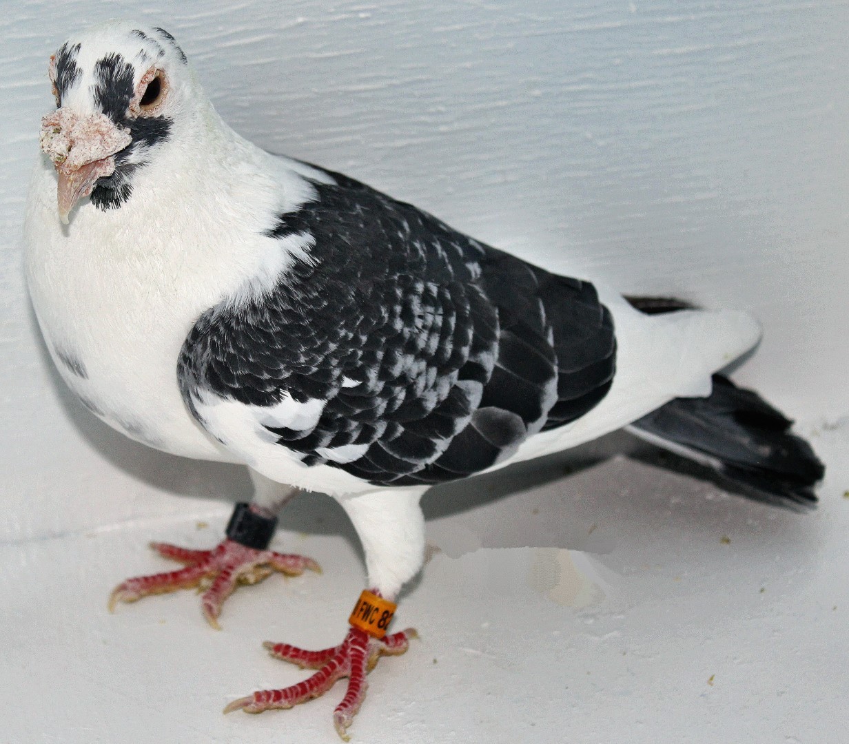 Blue Checkered Pigeon