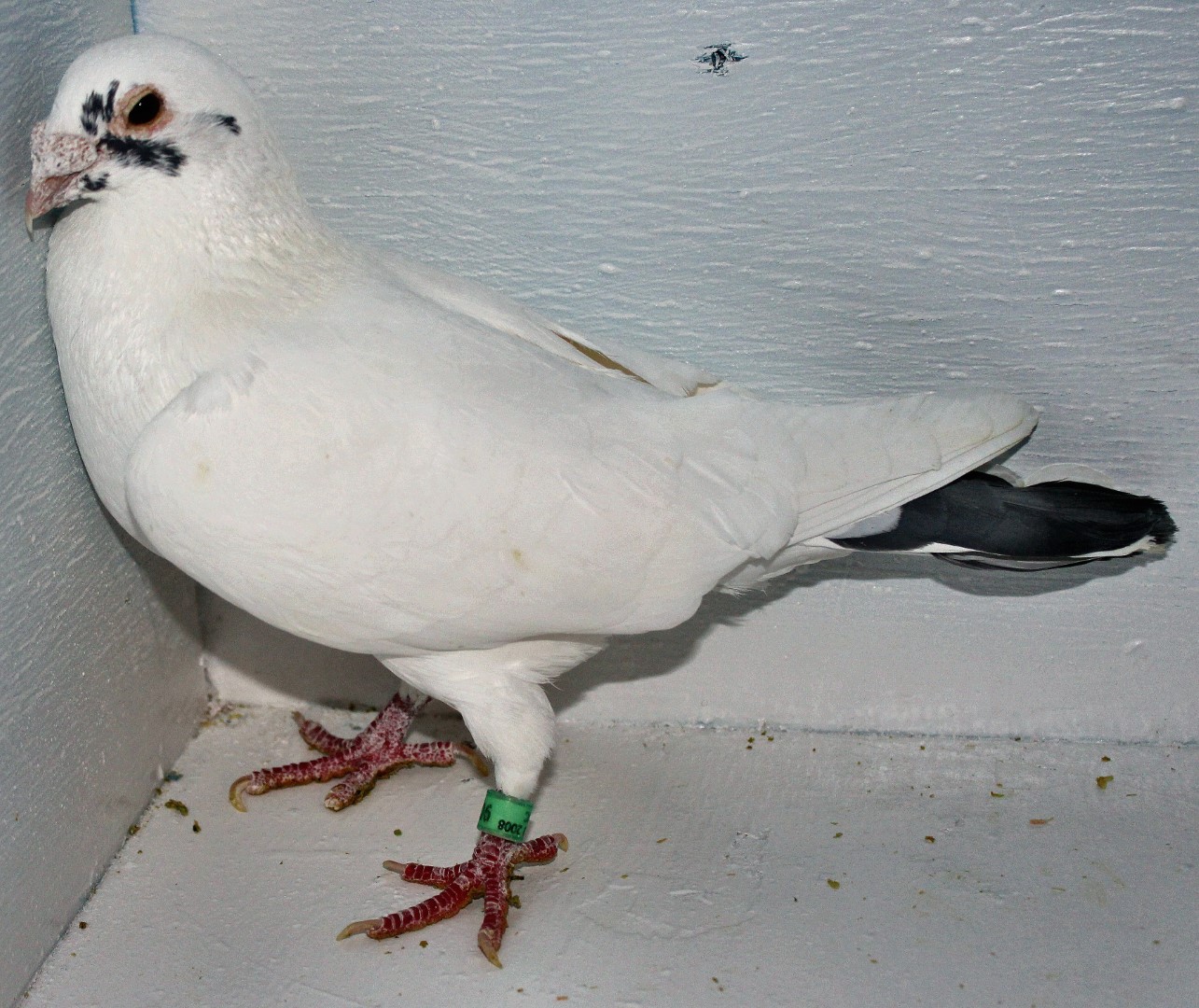 White Grizzle Racing Pigeons