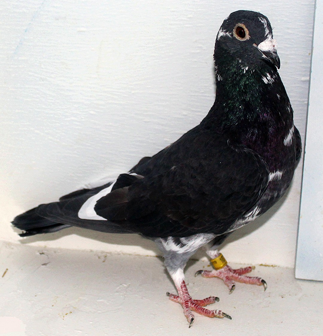 ClayHaven Farms | Racing Pigeons | Pure Paul Sions | Pure Hansennes