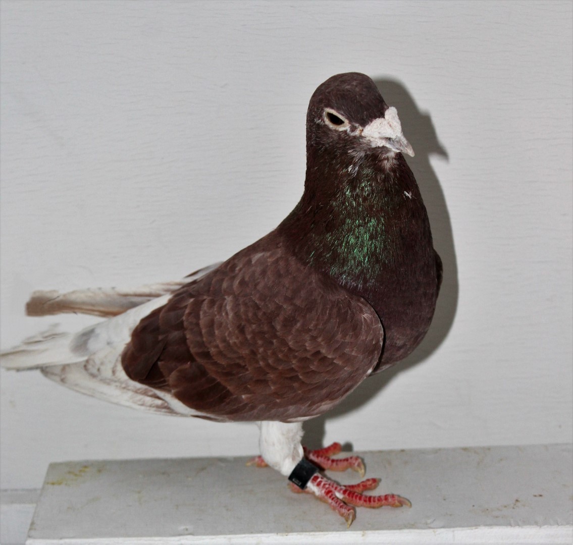 ClayHaven Farms | Racing Pigeons | Pure Paul Sions | Pure Hansennes