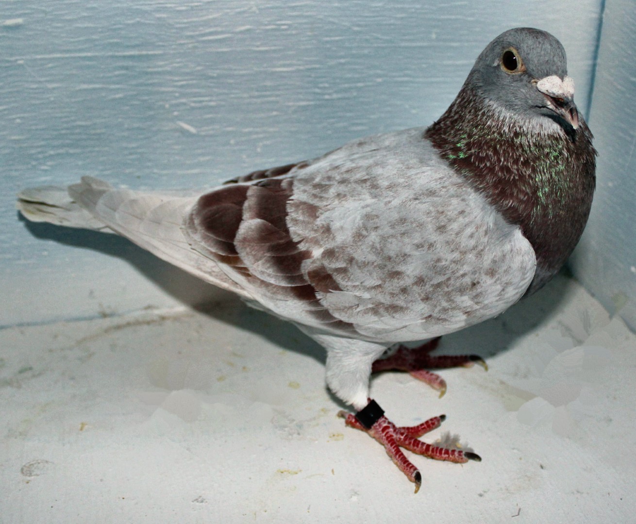 ClayHaven Farms | Racing Pigeons | Pure Paul Sions | Pure Hansennes