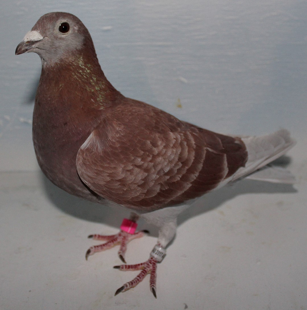 ClayHaven Farms | Racing Pigeons | Pure Paul Sions | Pure Hansennes
