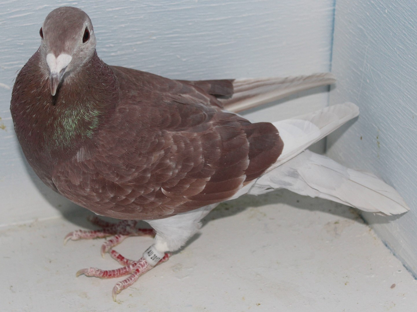 ClayHaven Farms | Racing Pigeons | Pure Paul Sions | Pure Hansennes