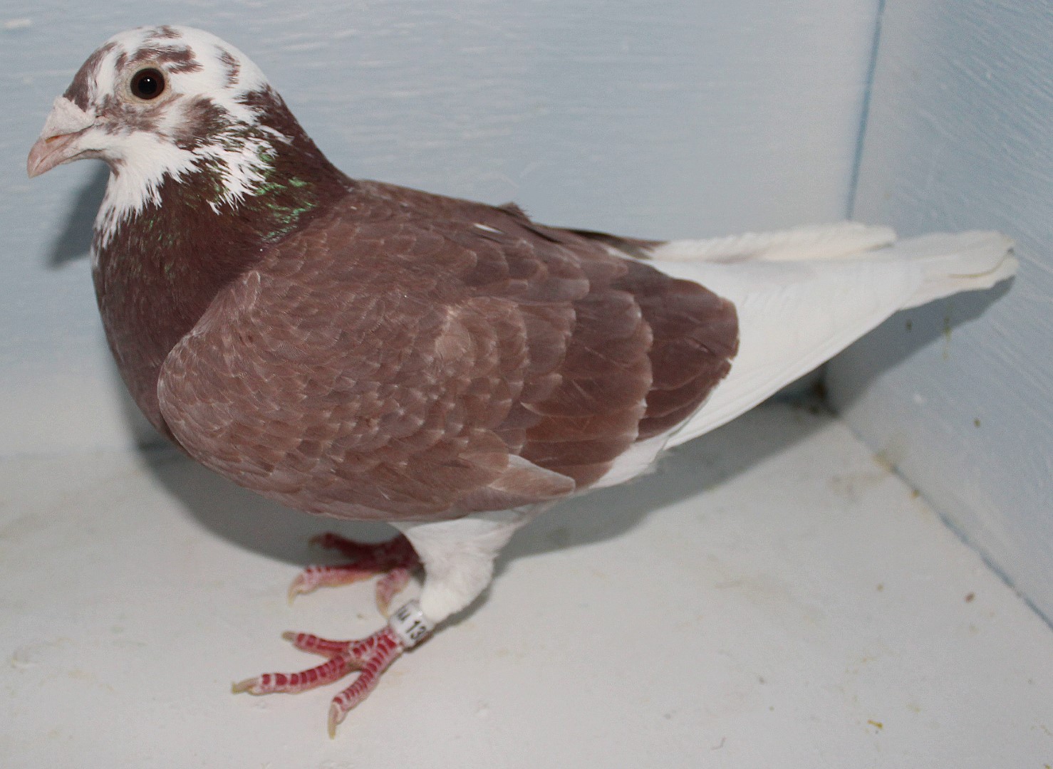 ClayHaven Farms | Racing Pigeons | Pure Paul Sions | Pure Hansennes