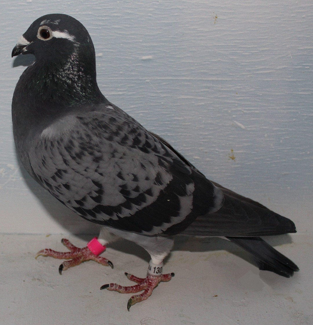ClayHaven Farms | Racing Pigeons | Pure Paul Sions | Pure Hansennes