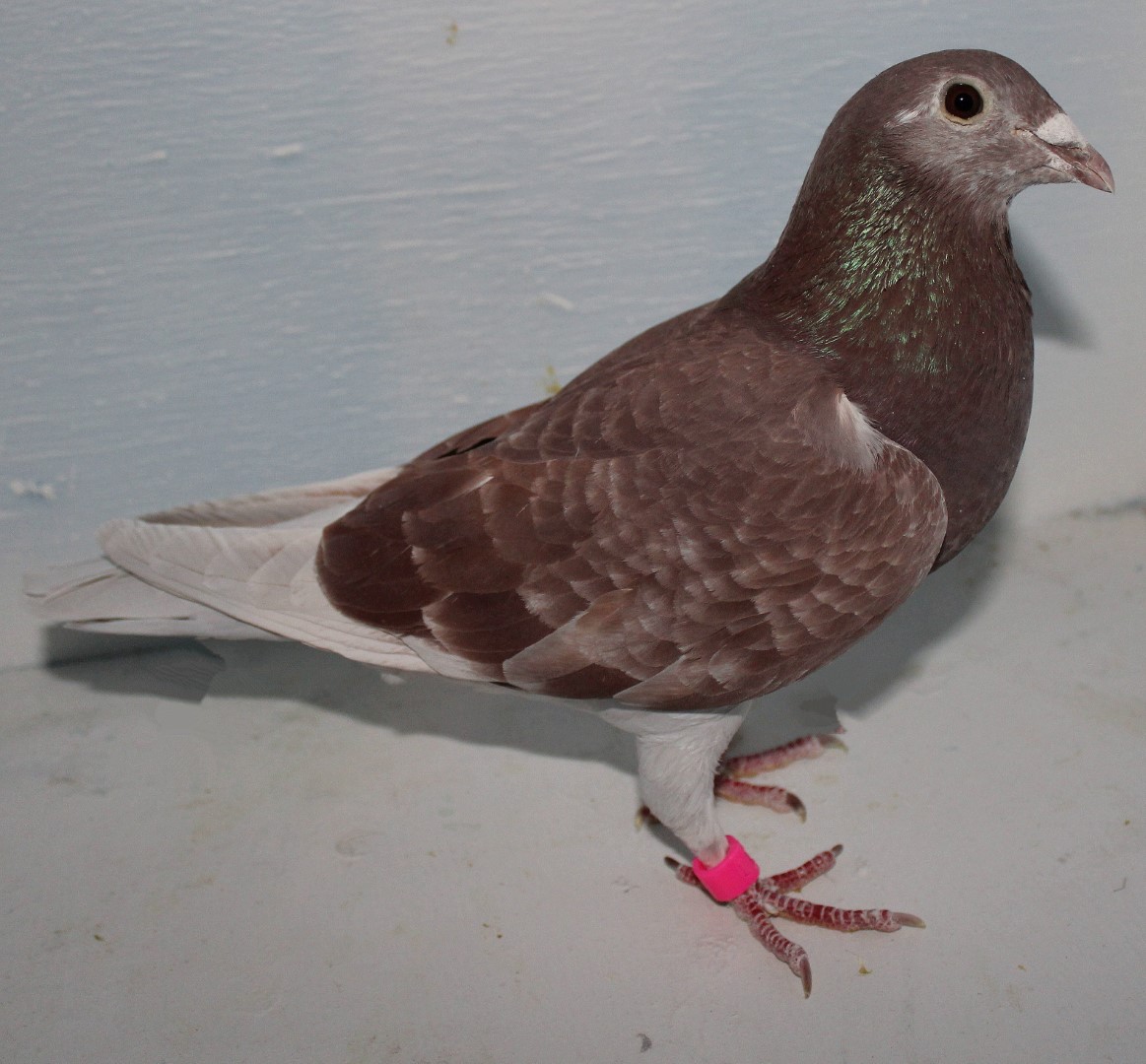 ClayHaven Farms | Racing Pigeons | Pure Paul Sions | Pure Hansennes