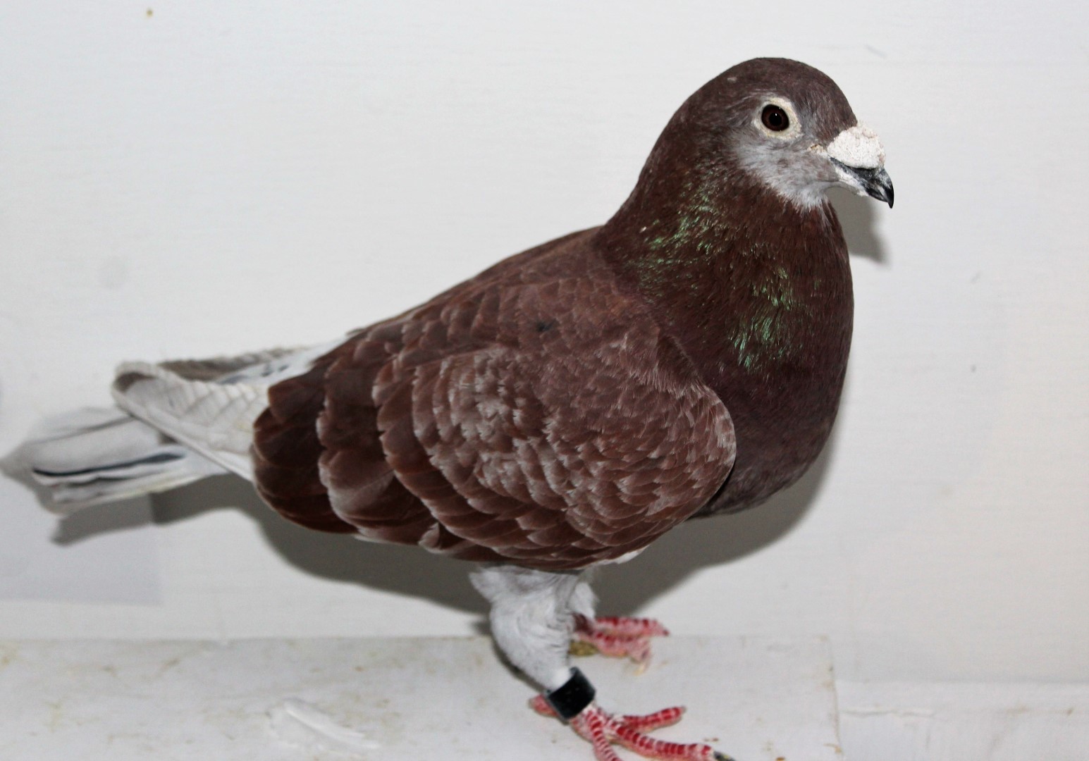 ClayHaven Farms | Racing Pigeons | Pure Paul Sions | Pure Hansennes