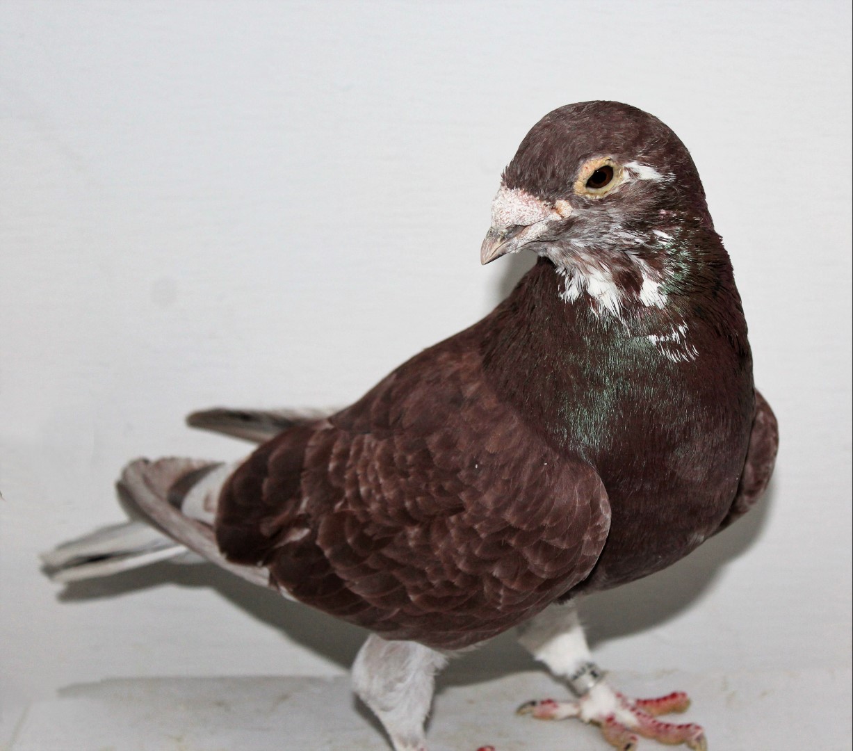 ClayHaven Farms | Racing Pigeons | Pure Paul Sions | Pure Hansennes