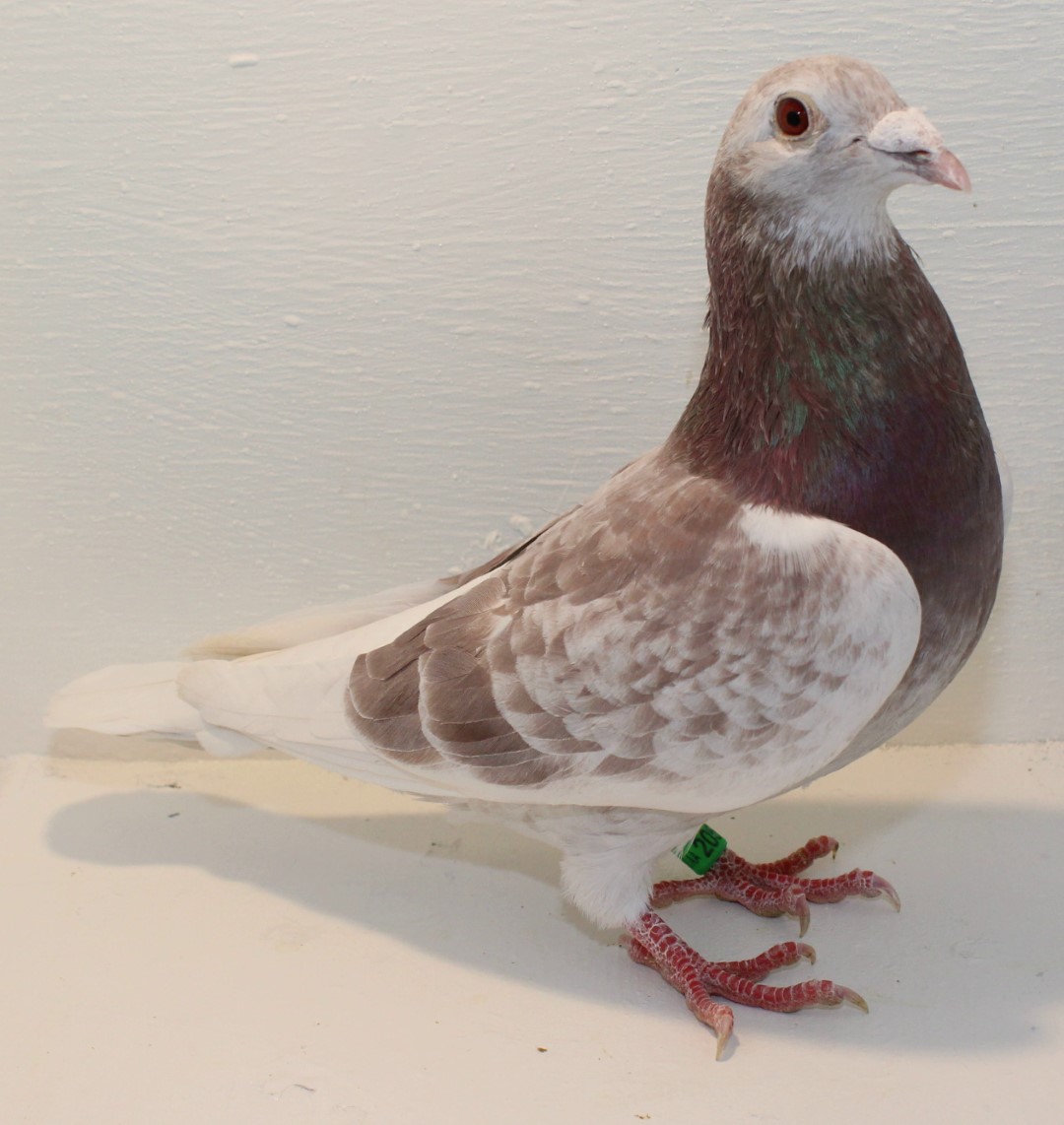 ClayHaven Farms | Racing Pigeons | Pure Paul Sions | Pure Hansennes