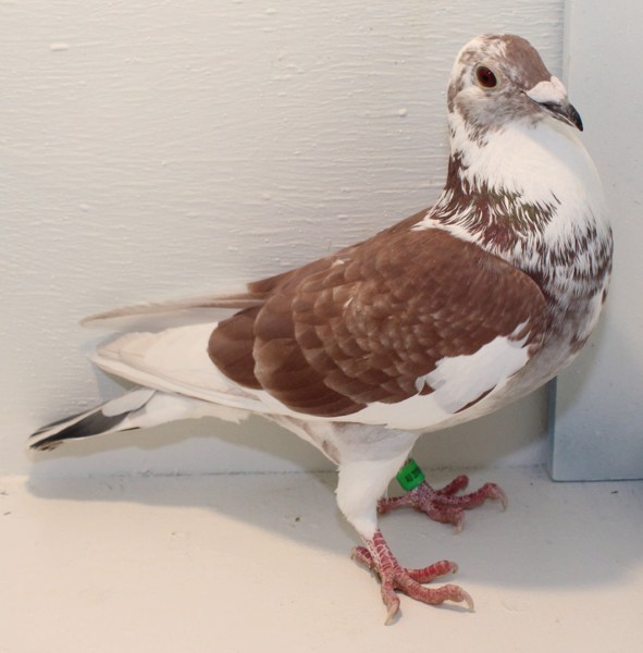 Pure Paul Sion | ClayHaven Farms | Racing Pigeons | Pure Paul Sions ...