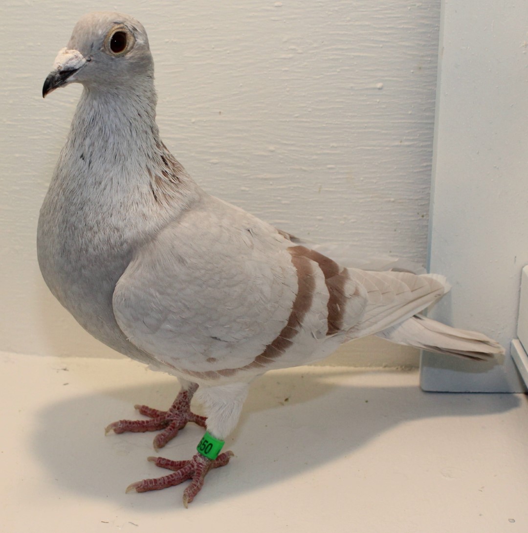 ClayHaven Farms | Racing Pigeons | Pure Paul Sions | Pure Hansennes