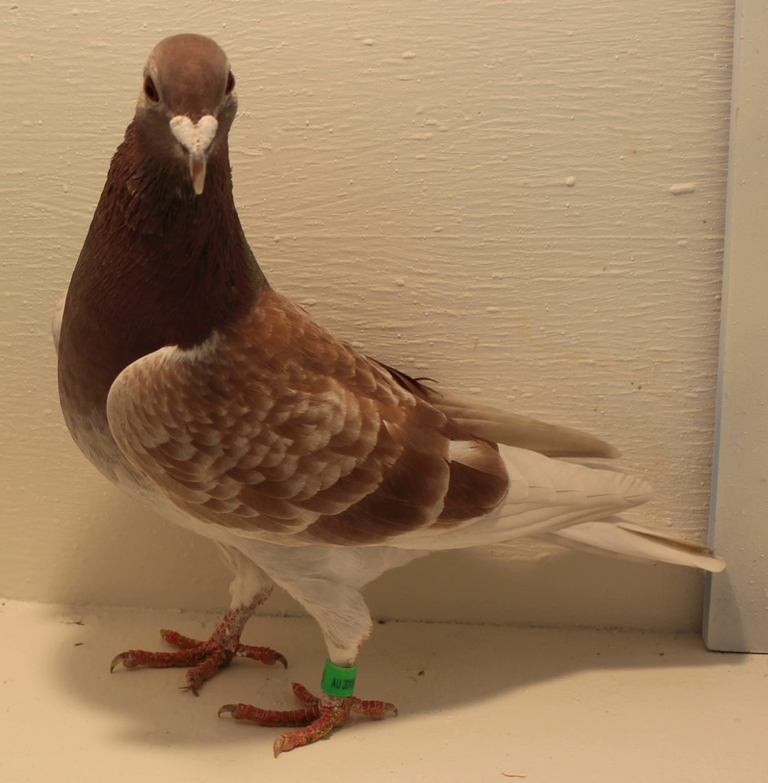 ClayHaven Farms | Racing Pigeons | Pure Paul Sions | Pure Hansennes