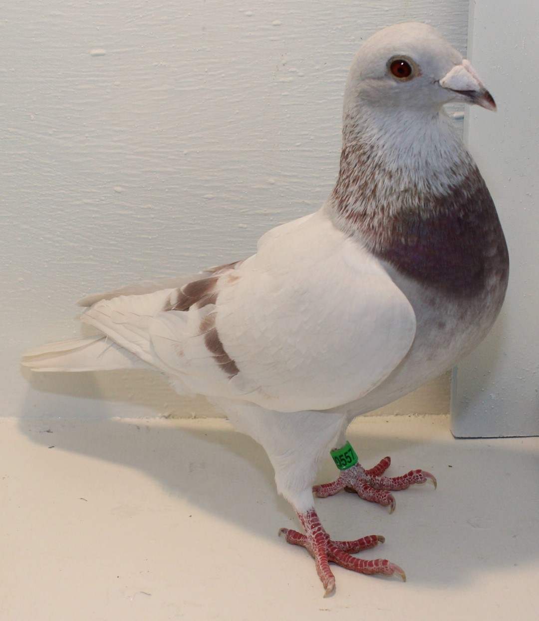 ClayHaven Farms | Racing Pigeons | Pure Paul Sions | Pure Hansennes