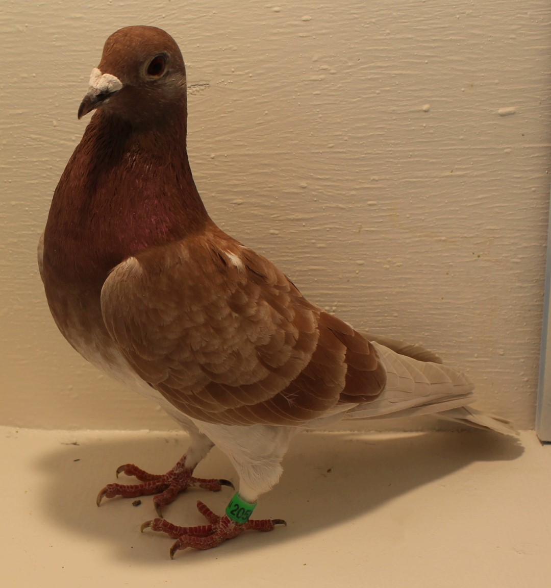 ClayHaven Farms | Racing Pigeons | Pure Paul Sions | Pure Hansennes