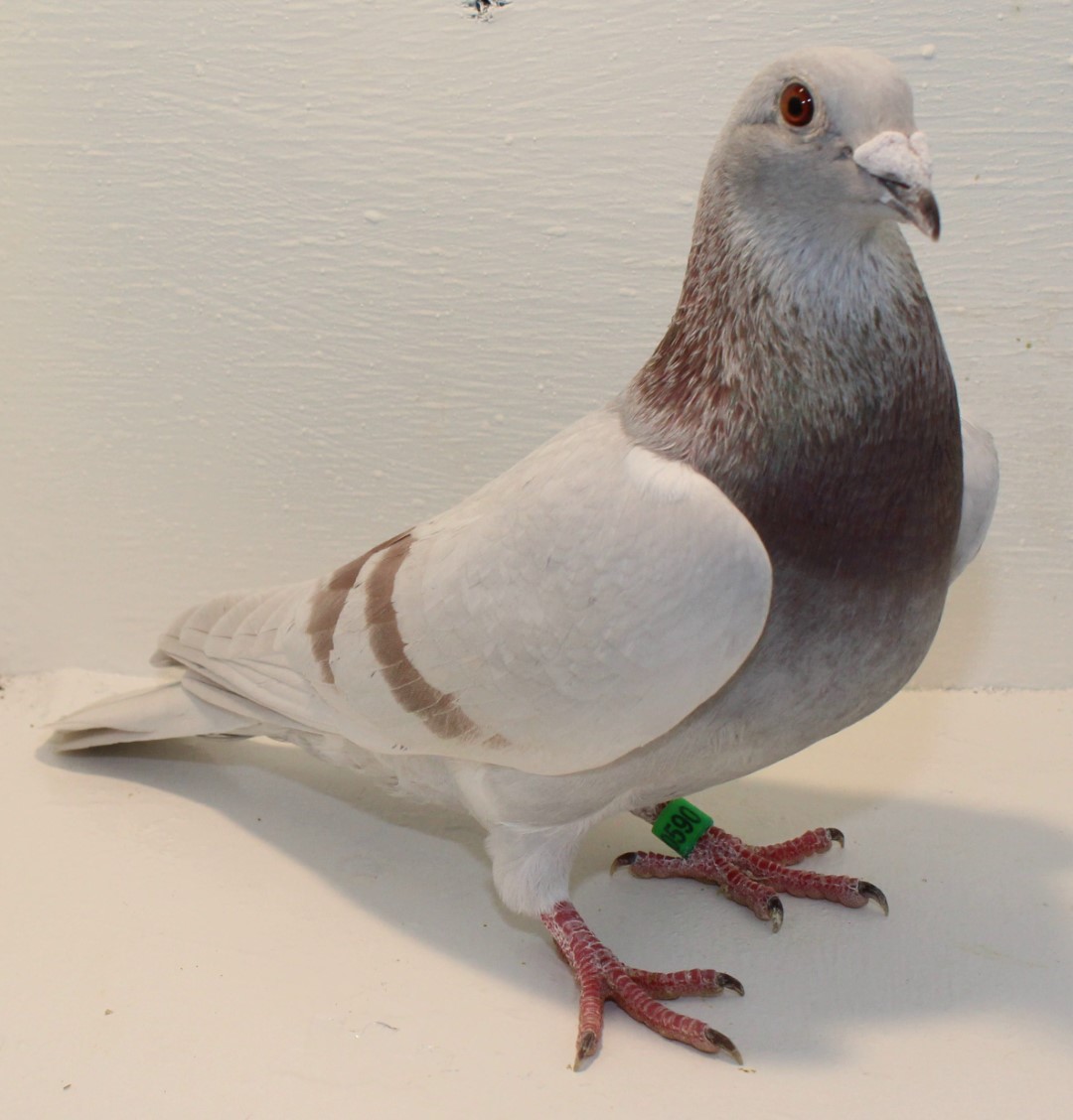 ClayHaven Farms | Racing Pigeons | Pure Paul Sions | Pure Hansennes
