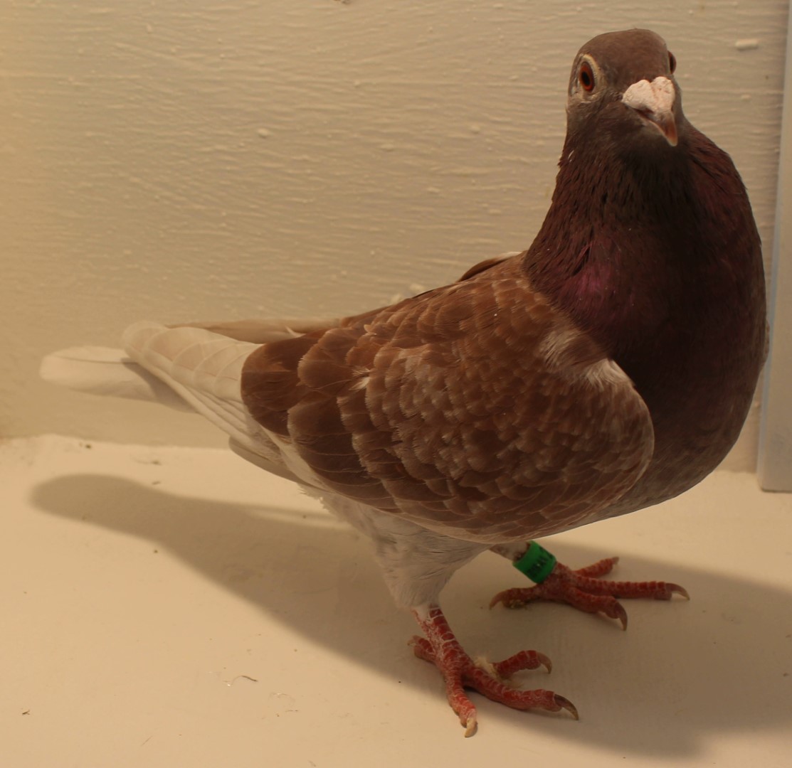 ClayHaven Farms | Racing Pigeons | Pure Paul Sions | Pure Hansennes