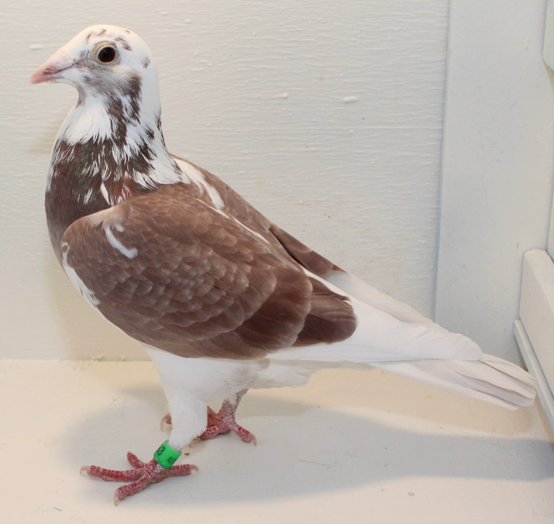 ClayHaven Farms | Racing Pigeons | Pure Paul Sions | Pure Hansennes