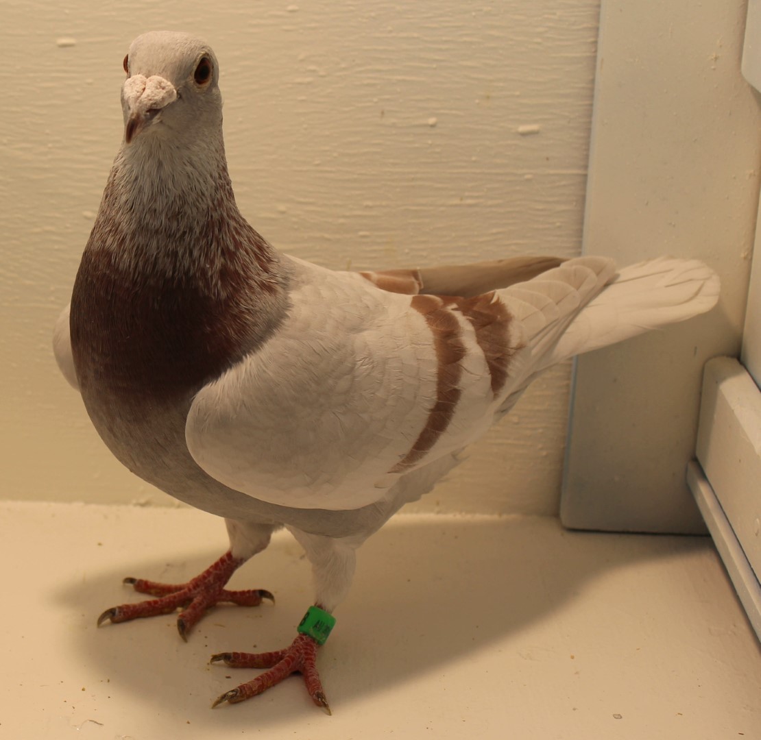 ClayHaven Farms | Racing Pigeons | Pure Paul Sions | Pure Hansennes