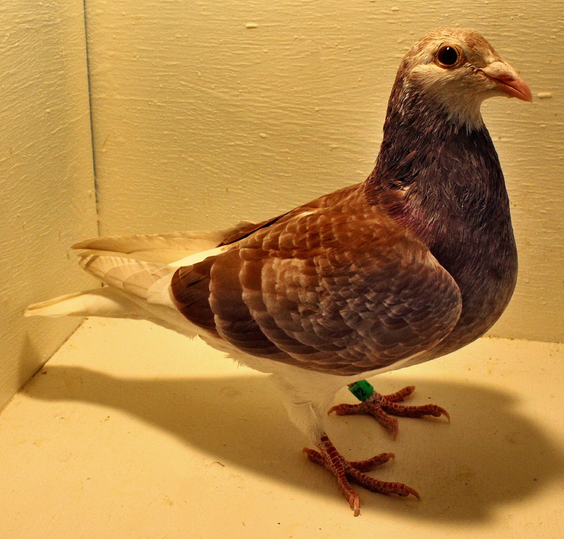 ClayHaven Farms | Racing Pigeons | Pure Paul Sions | Pure Hansennes