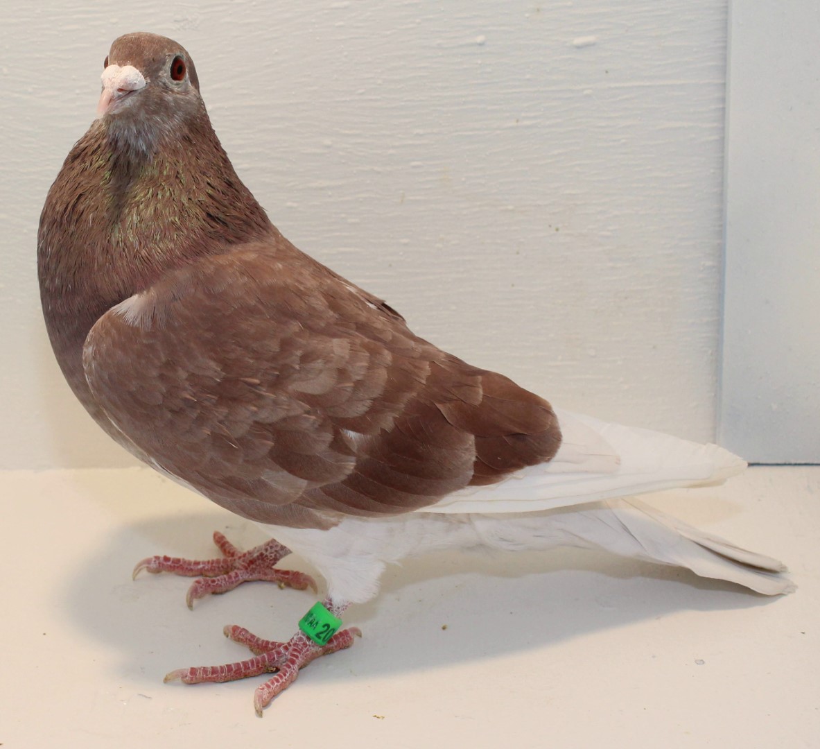 ClayHaven Farms | Racing Pigeons | Pure Paul Sions | Pure Hansennes