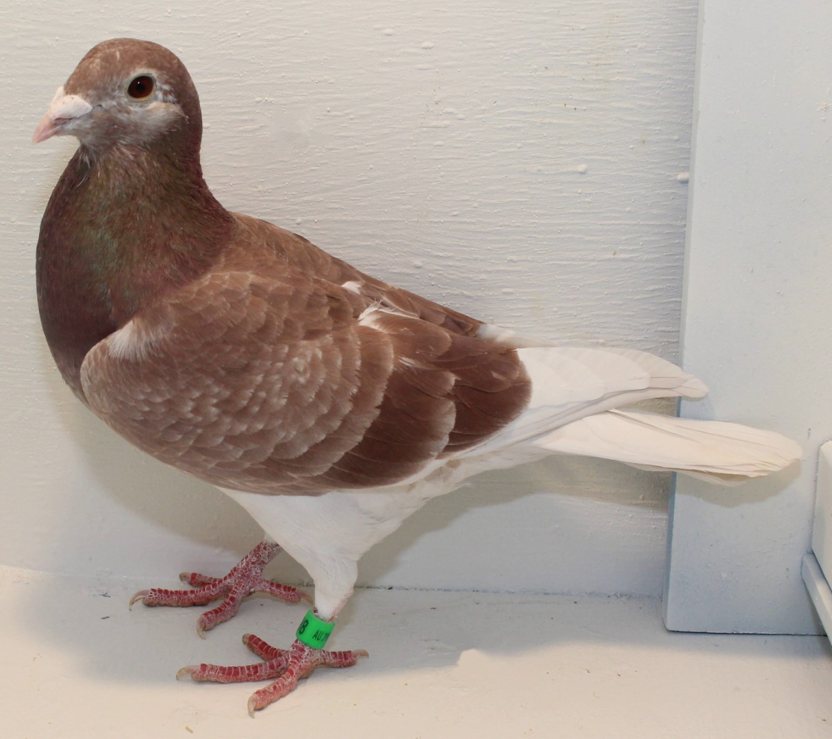 ClayHaven Farms | Racing Pigeons | Pure Paul Sions | Pure Hansennes