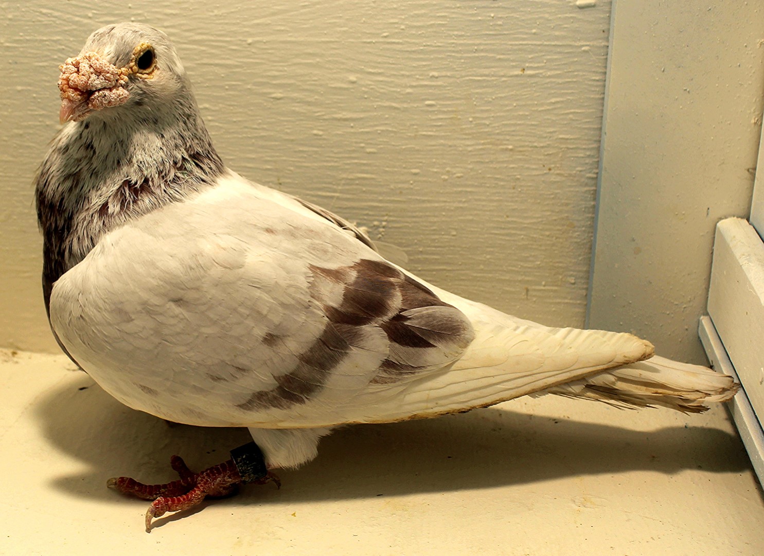 ClayHaven Farms | Racing Pigeons | Pure Paul Sions | Pure Hansennes