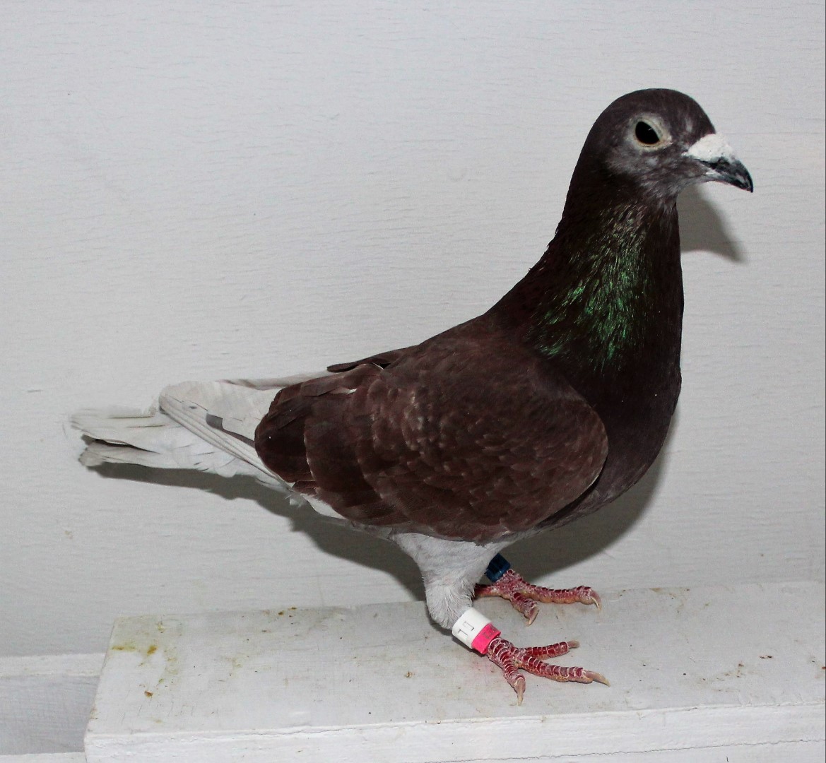 ClayHaven Farms | Racing Pigeons | Pure Paul Sions | Pure Hansennes