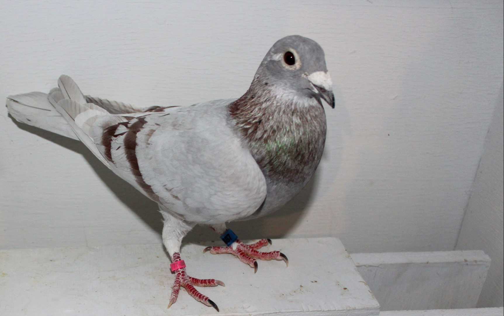 ClayHaven Farms | Racing Pigeons | Pure Paul Sions | Pure Hansennes