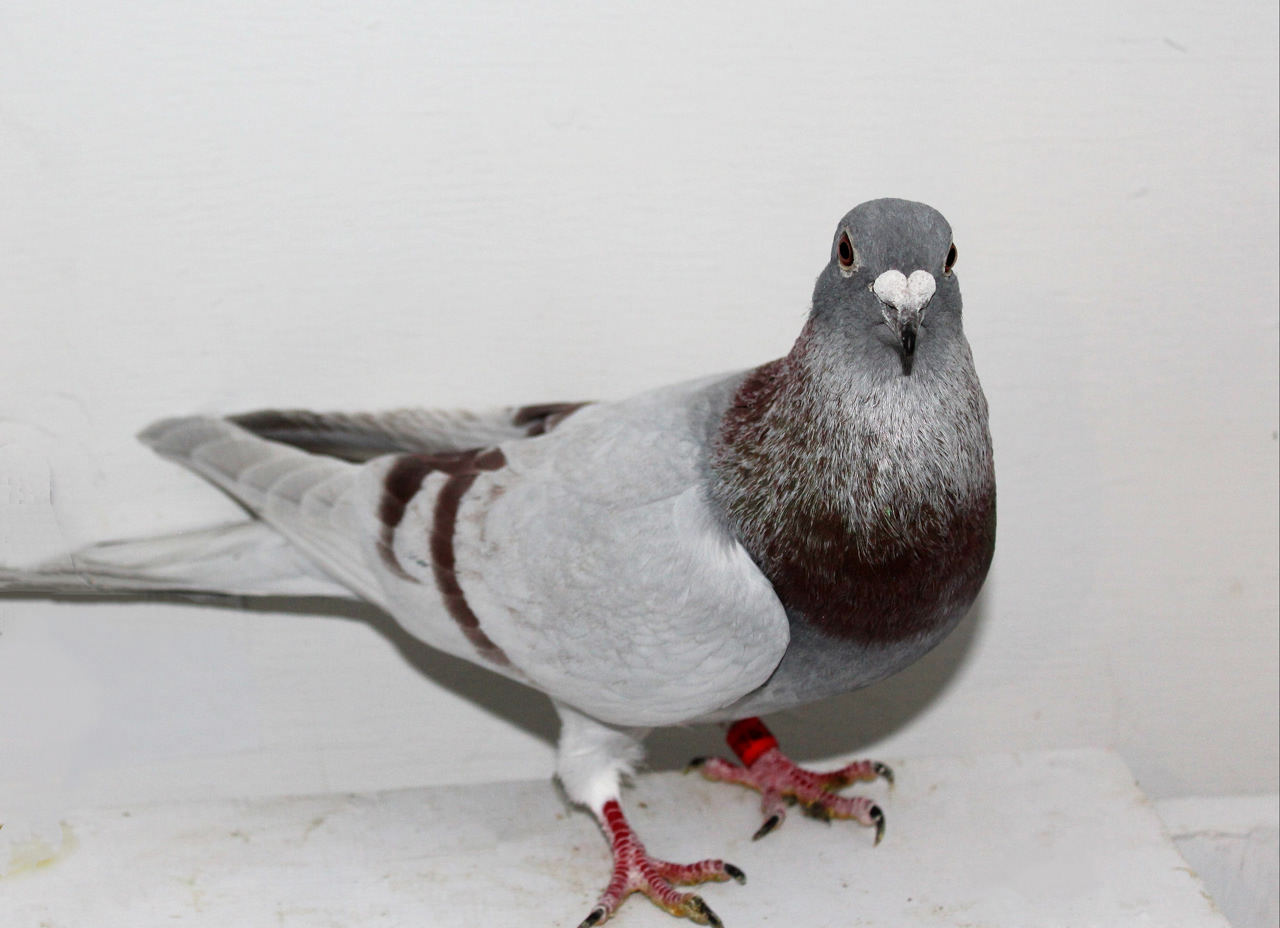 ClayHaven Farms | Racing Pigeons | Pure Paul Sions | Pure Hansennes