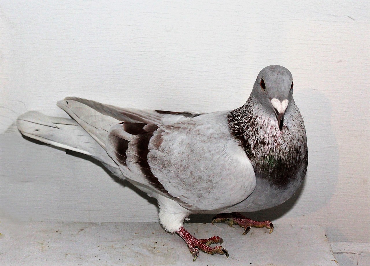 ClayHaven Farms | Racing Pigeons | Pure Paul Sions | Pure Hansennes