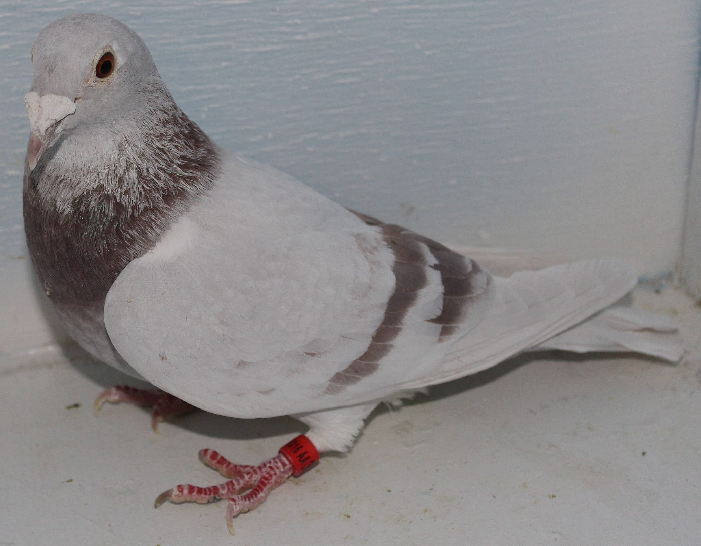 ClayHaven Farms | Racing Pigeons | Pure Paul Sions | Pure Hansennes