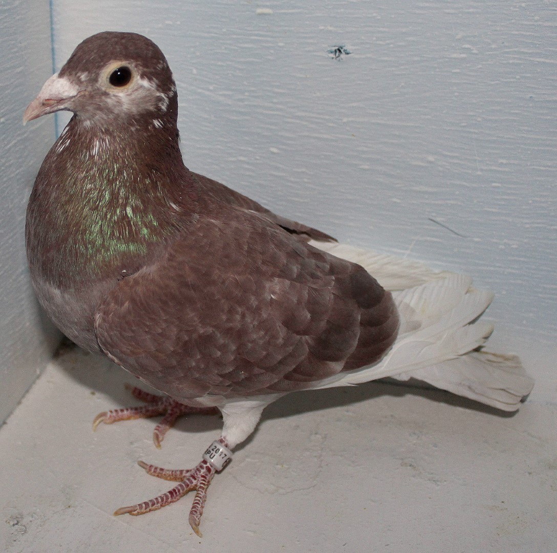 ClayHaven Farms | Racing Pigeons | Pure Paul Sions | Pure Hansennes