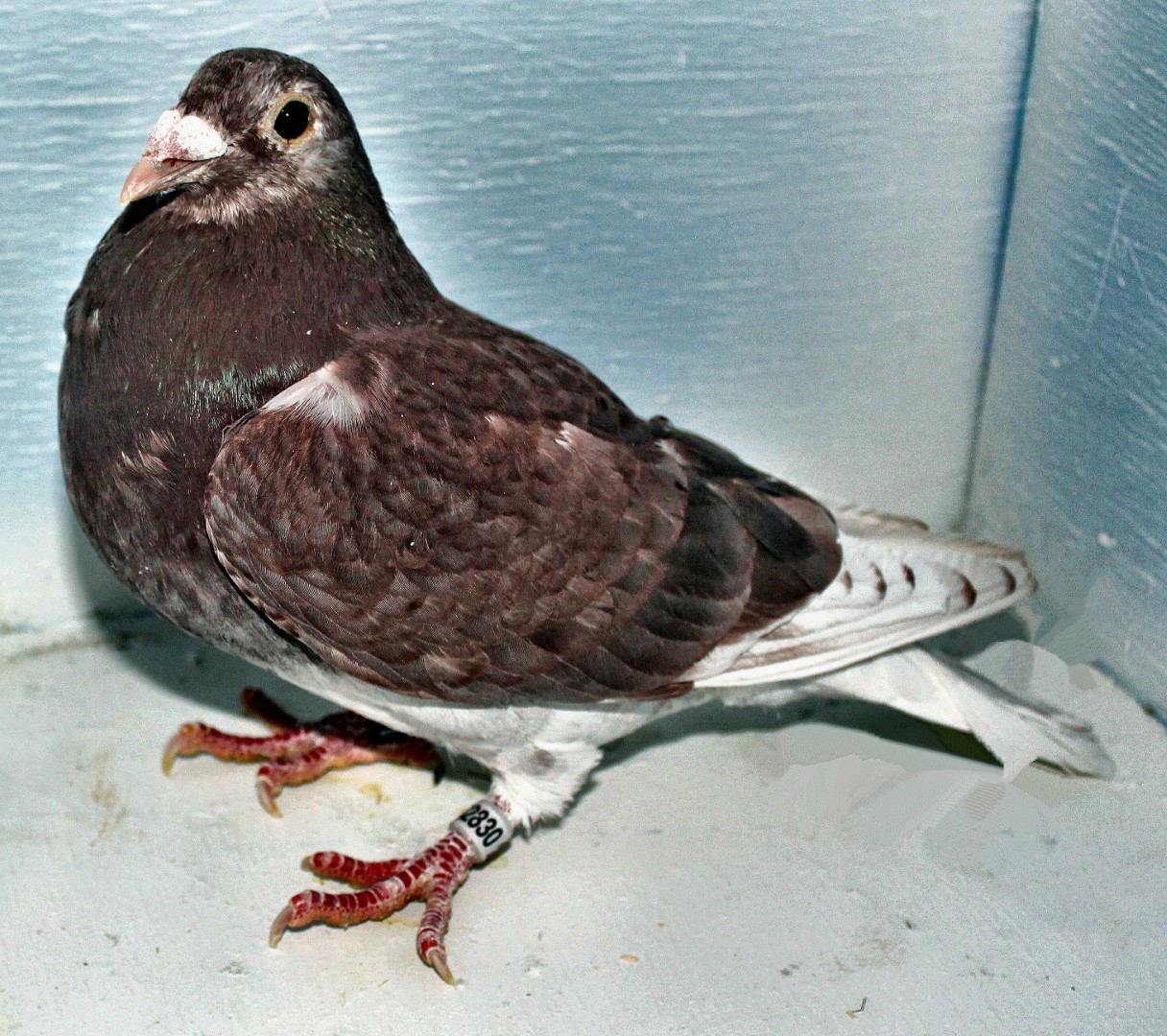 ClayHaven Farms | Racing Pigeons | Pure Paul Sions | Pure Hansennes