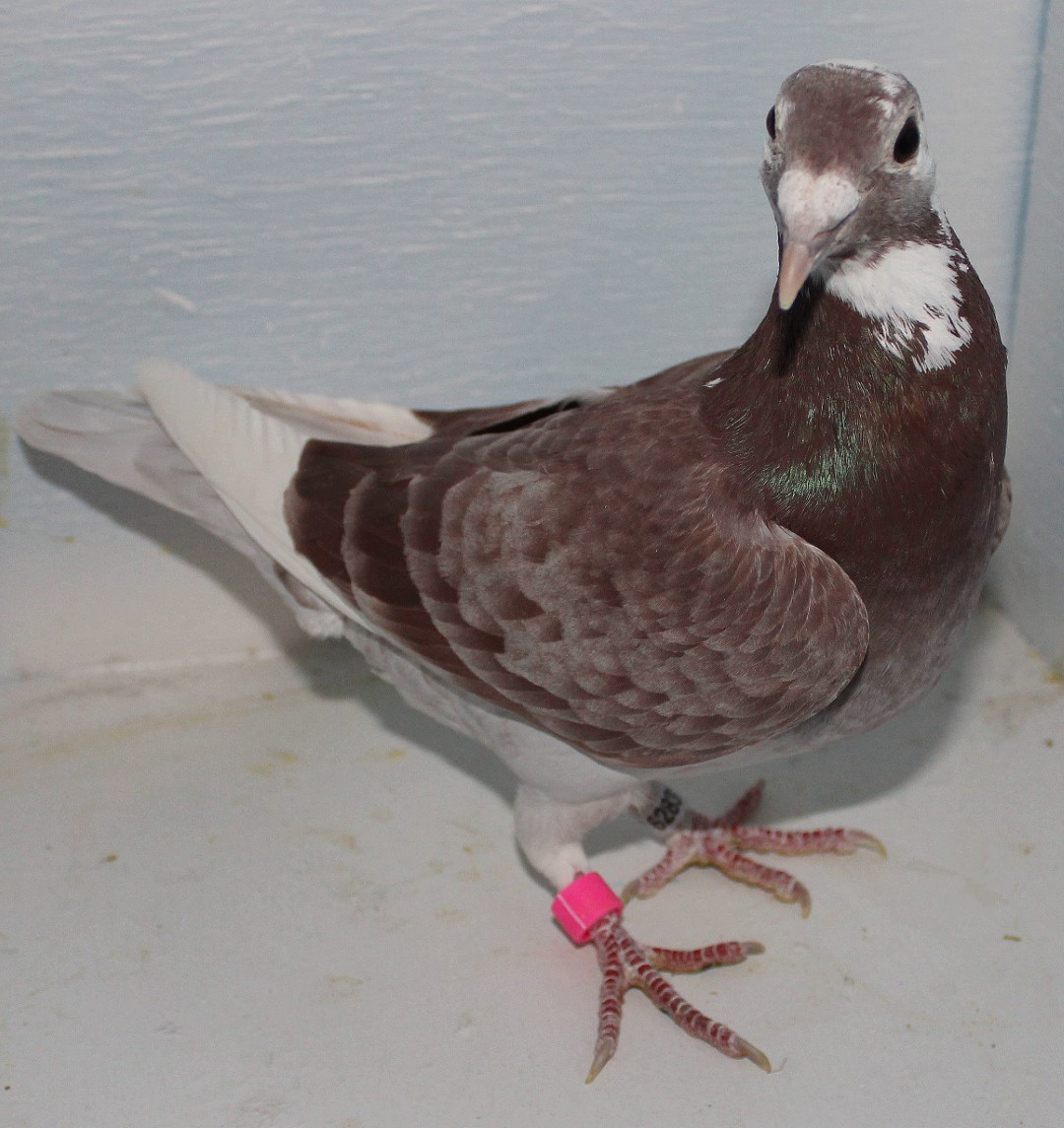 ClayHaven Farms | Racing Pigeons | Pure Paul Sions | Pure Hansennes