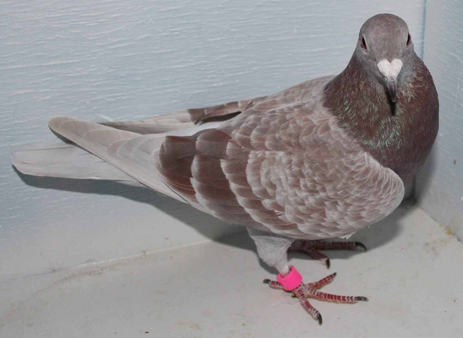 ClayHaven Farms | Racing Pigeons | Pure Paul Sions | Pure Hansennes