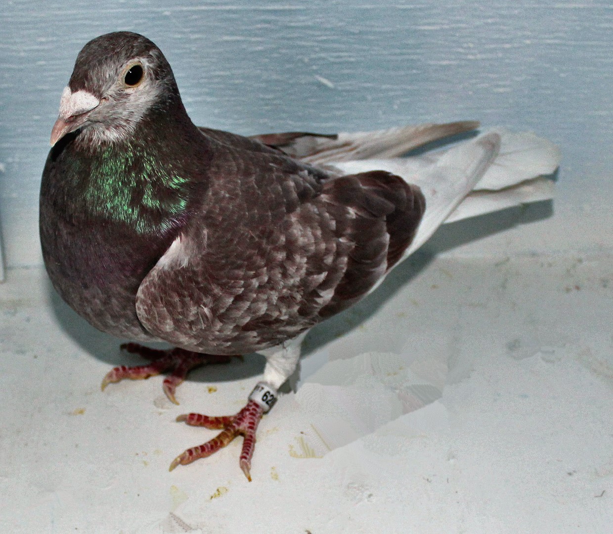 ClayHaven Farms | Racing Pigeons | Pure Paul Sions | Pure Hansennes