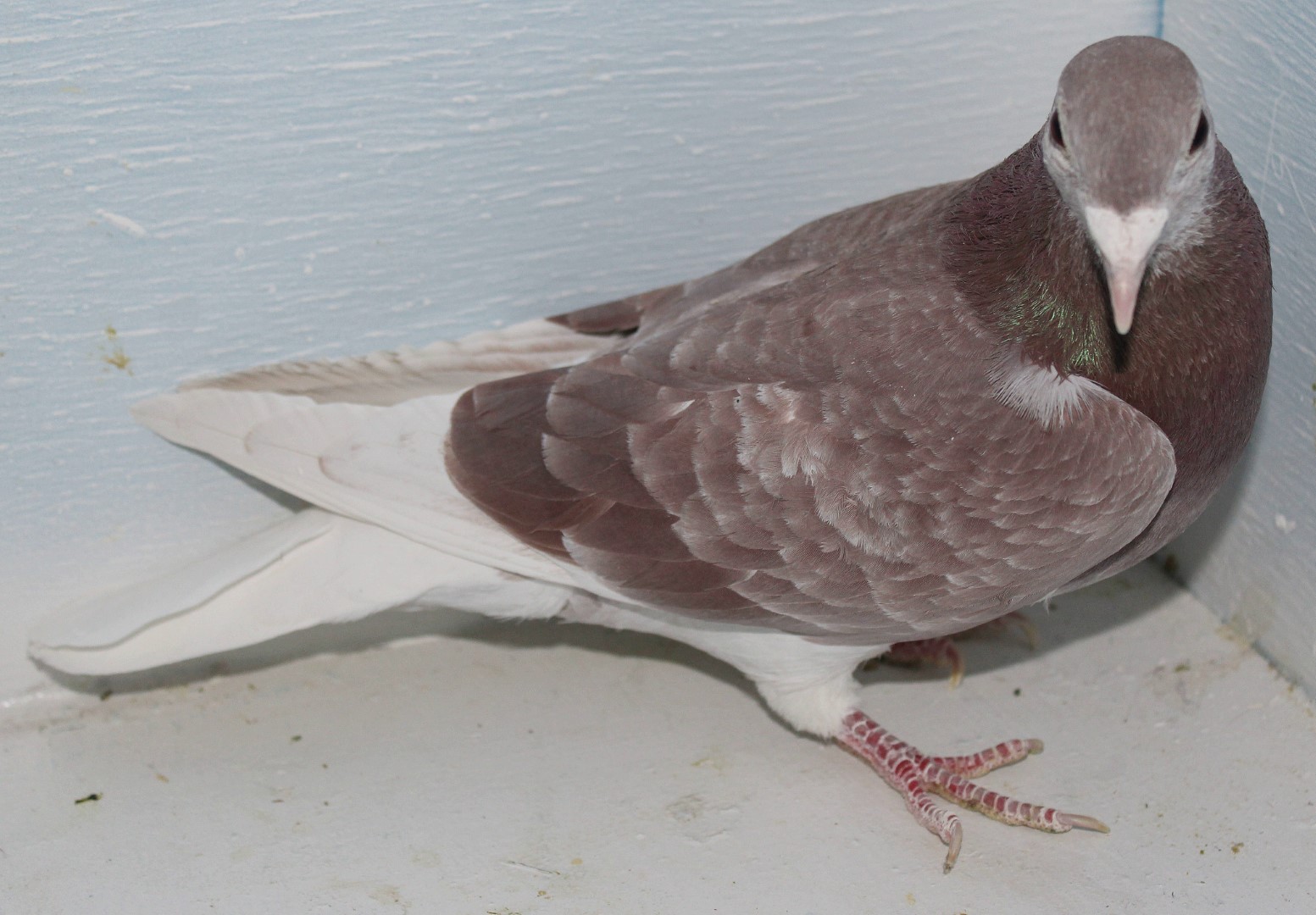 ClayHaven Farms | Racing Pigeons | Pure Paul Sions | Pure Hansennes