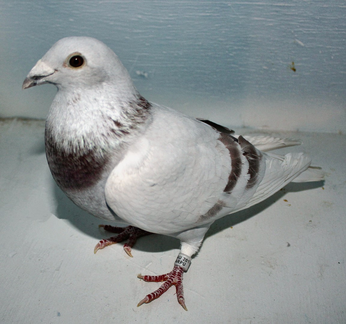 ClayHaven Farms | Racing Pigeons | Pure Paul Sions | Pure Hansennes