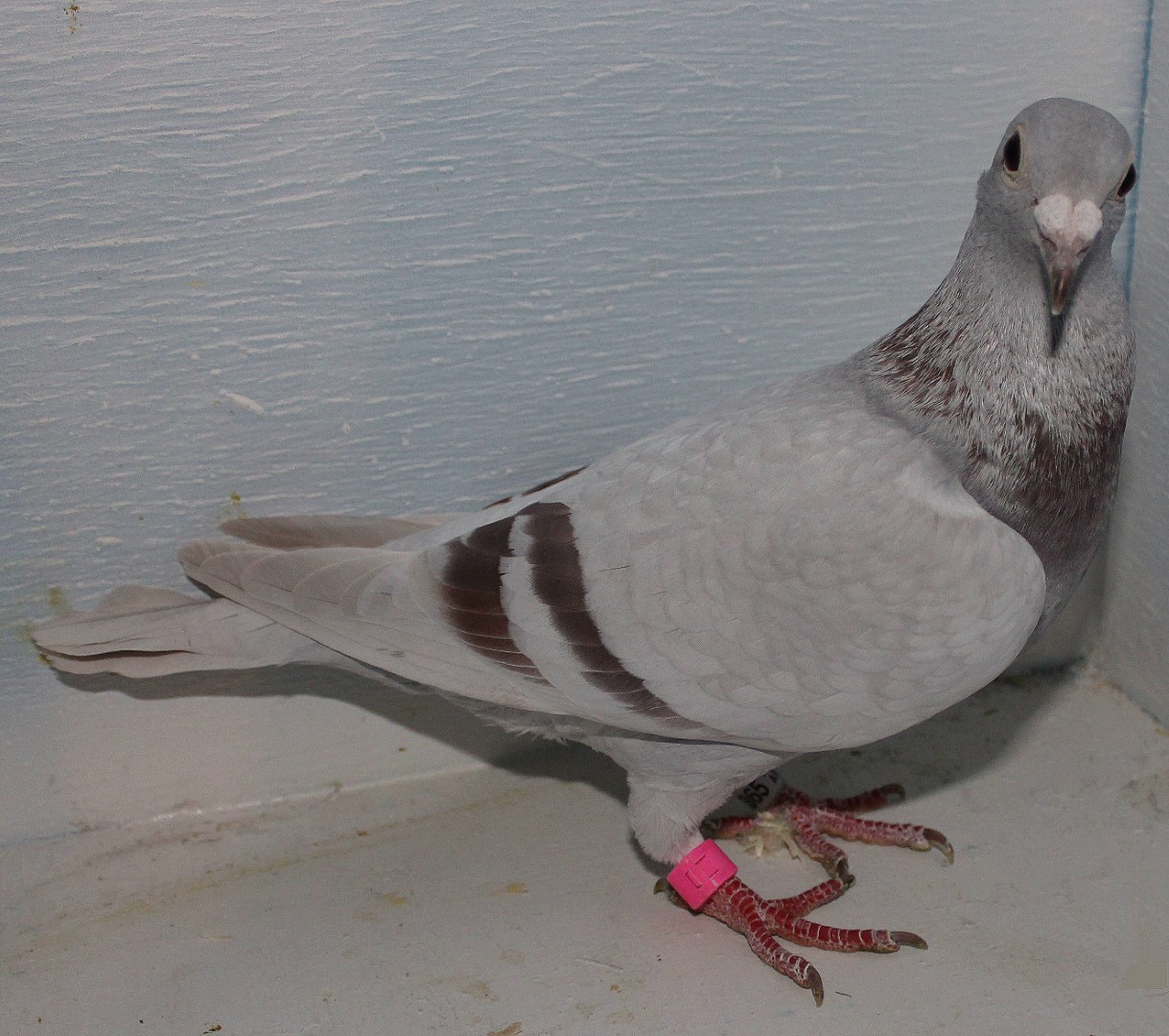 ClayHaven Farms | Racing Pigeons | Pure Paul Sions | Pure Hansennes