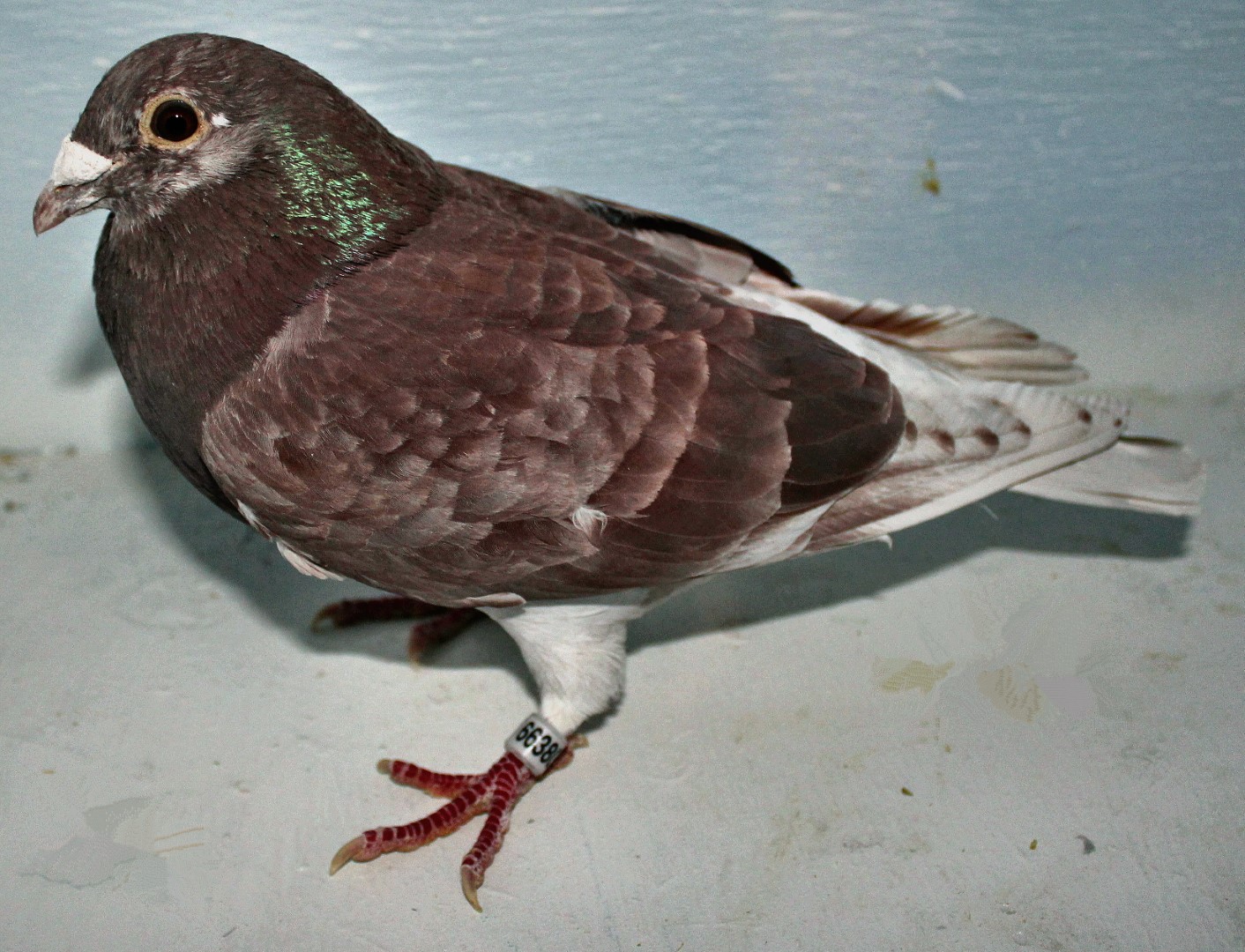 ClayHaven Farms | Racing Pigeons | Pure Paul Sions | Pure Hansennes