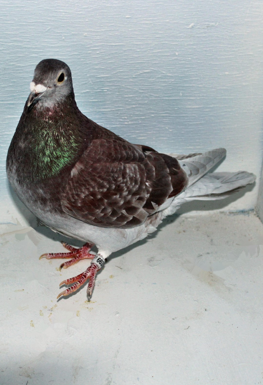 ClayHaven Farms | Racing Pigeons | Pure Paul Sions | Pure Hansennes