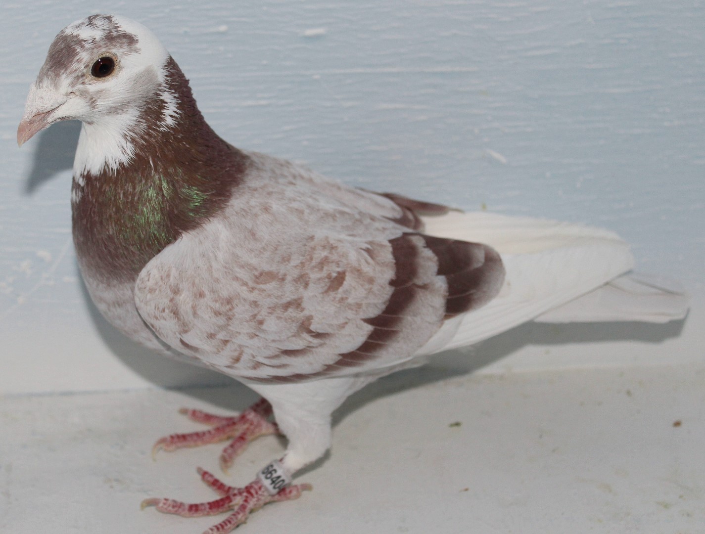 ClayHaven Farms | Racing Pigeons | Pure Paul Sions | Pure Hansennes