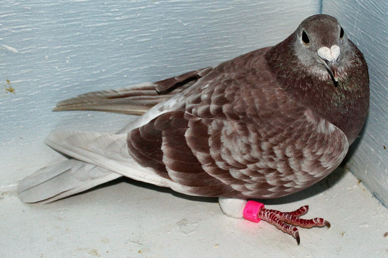 ClayHaven Farms | Racing Pigeons | Pure Paul Sions | Pure Hansennes