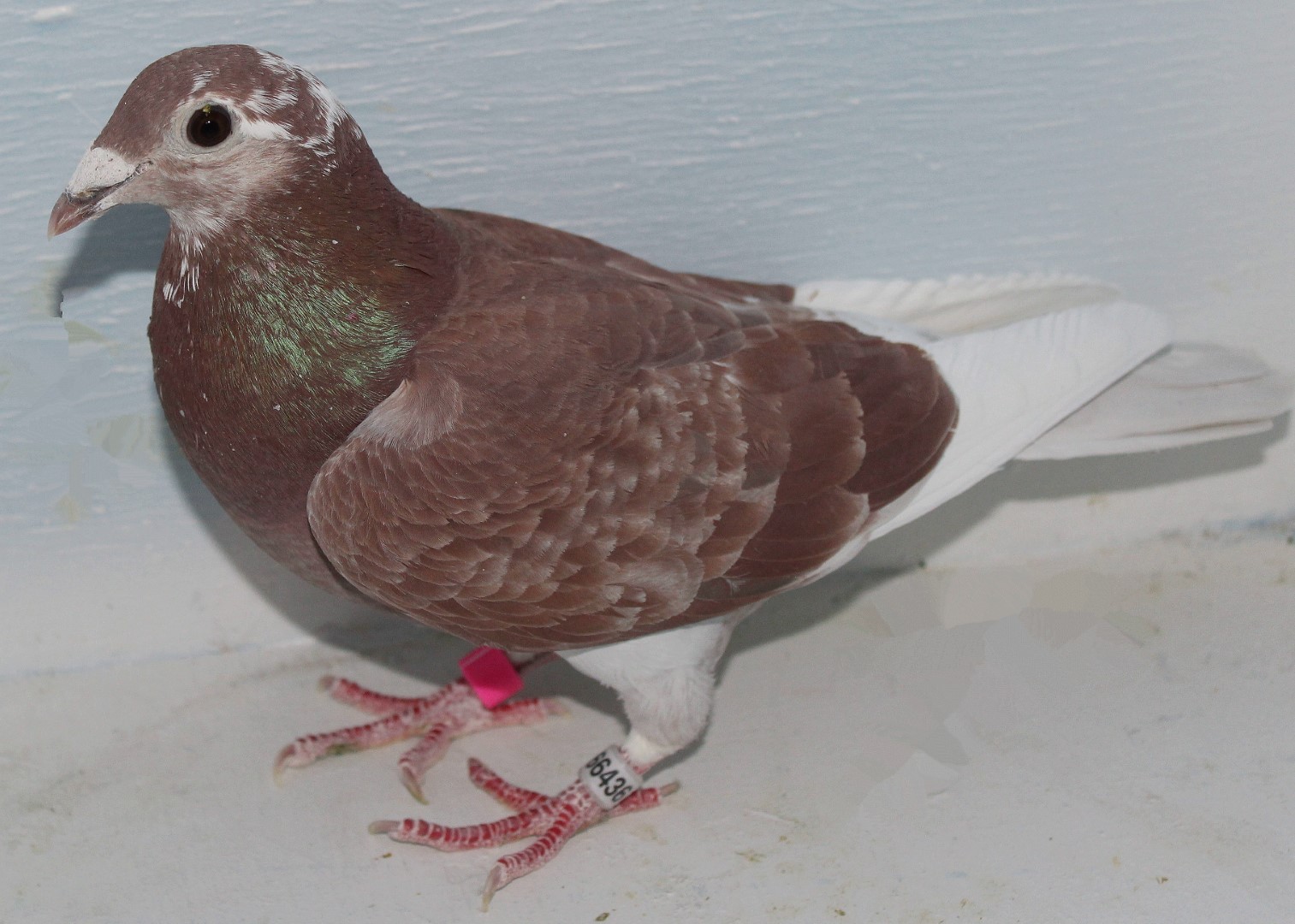 ClayHaven Farms | Racing Pigeons | Pure Paul Sions | Pure Hansennes