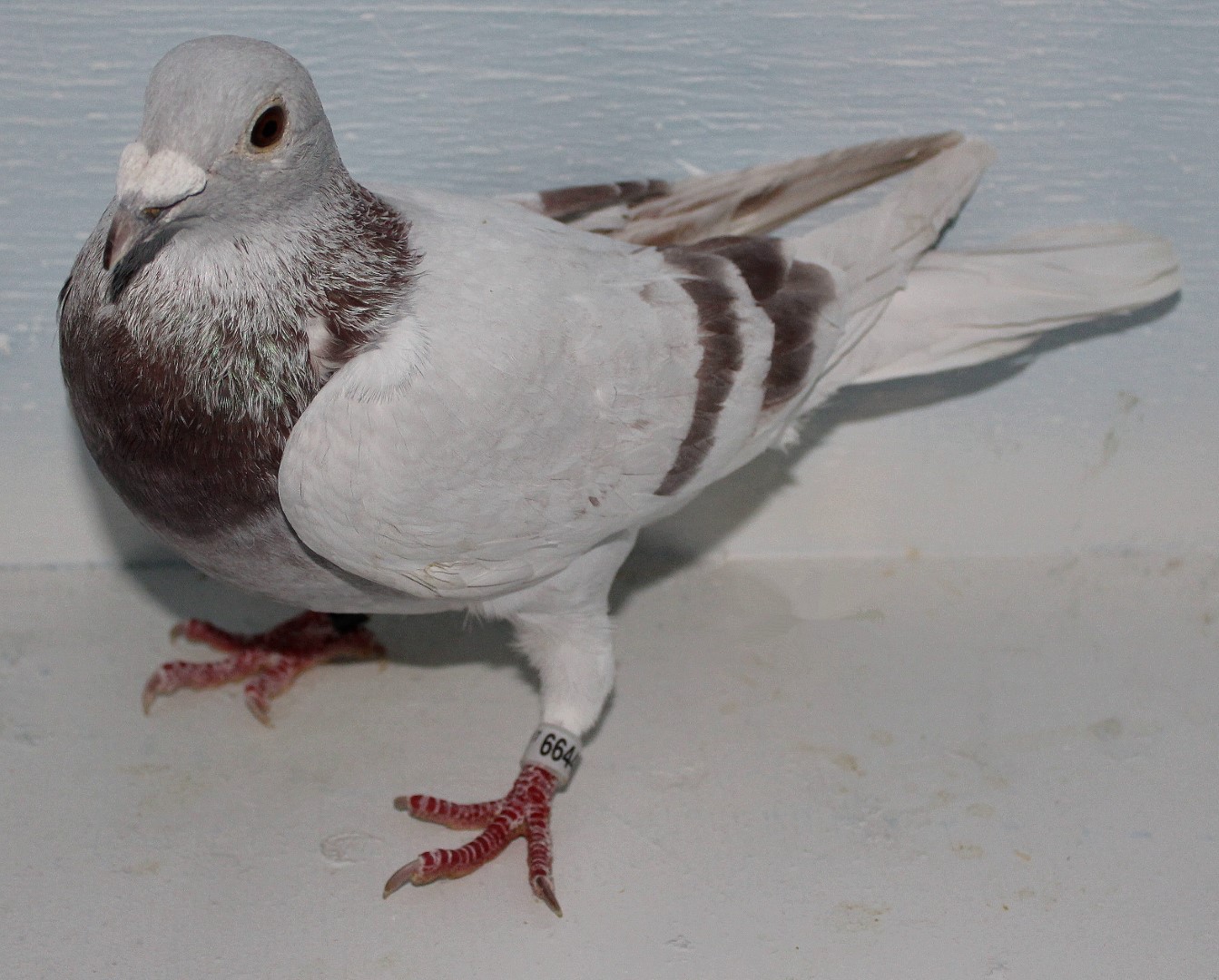 ClayHaven Farms | Racing Pigeons | Pure Paul Sions | Pure Hansennes